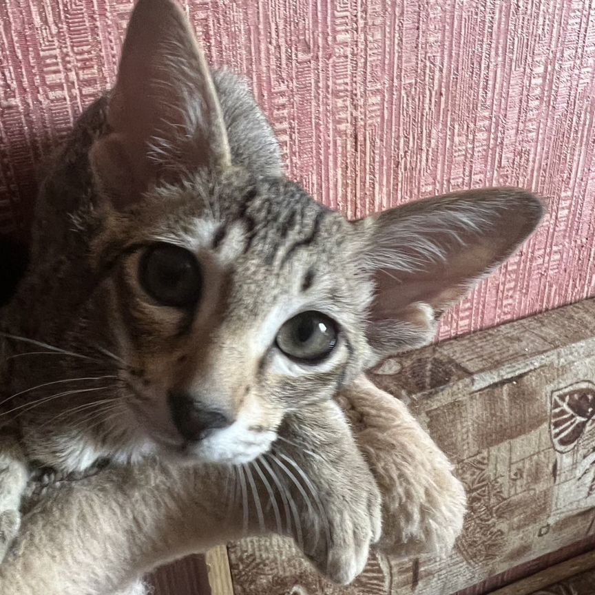 Ориентальная Табби