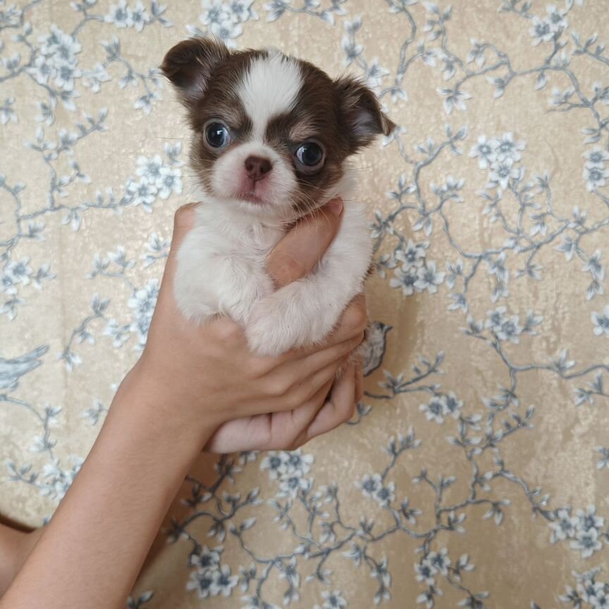 Чихуахуа красавчик