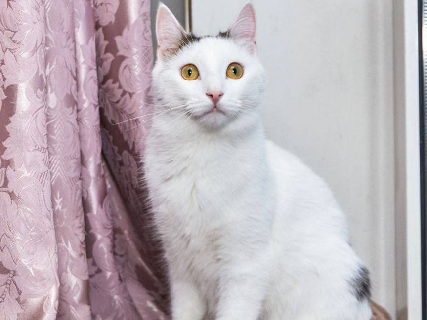 Самый ласковый котик залюбит зацелует в дар