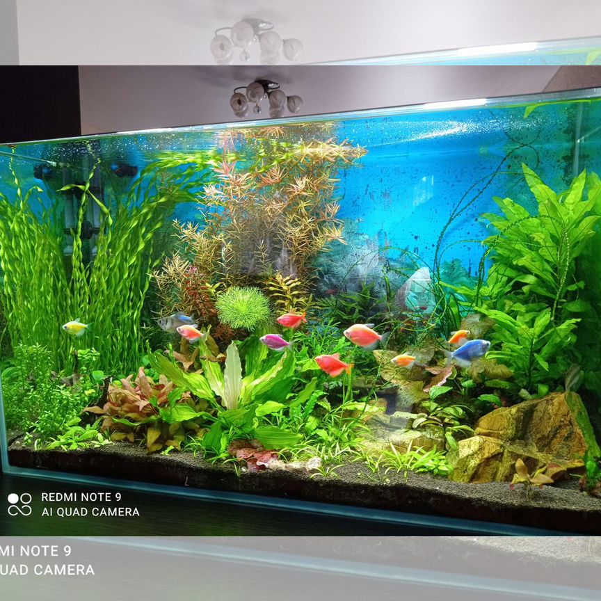 Аквариумные растения, креветки, улитки, декор