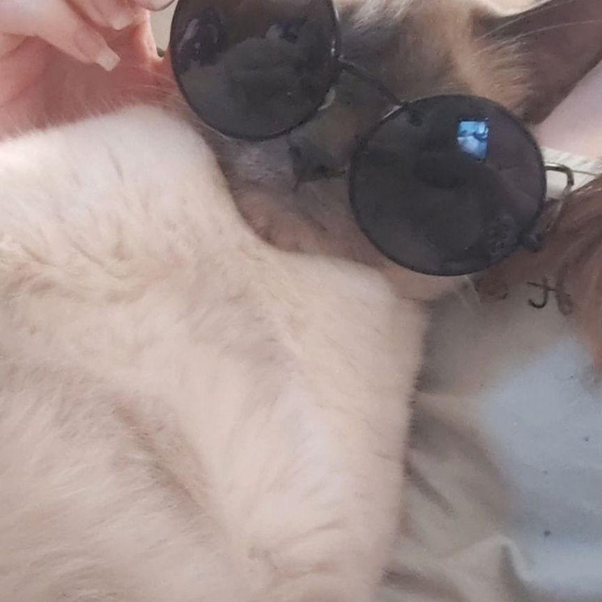 Сдам кота на фотосессию