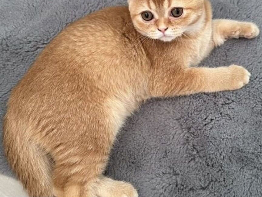 Шотландский с документами