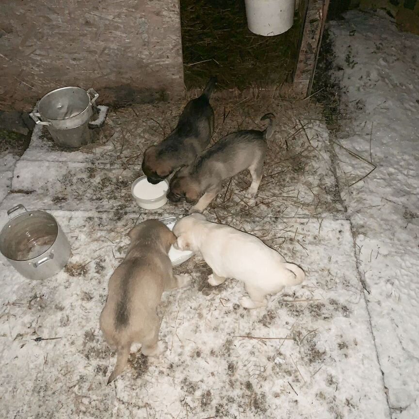 Щенок в добрые руки