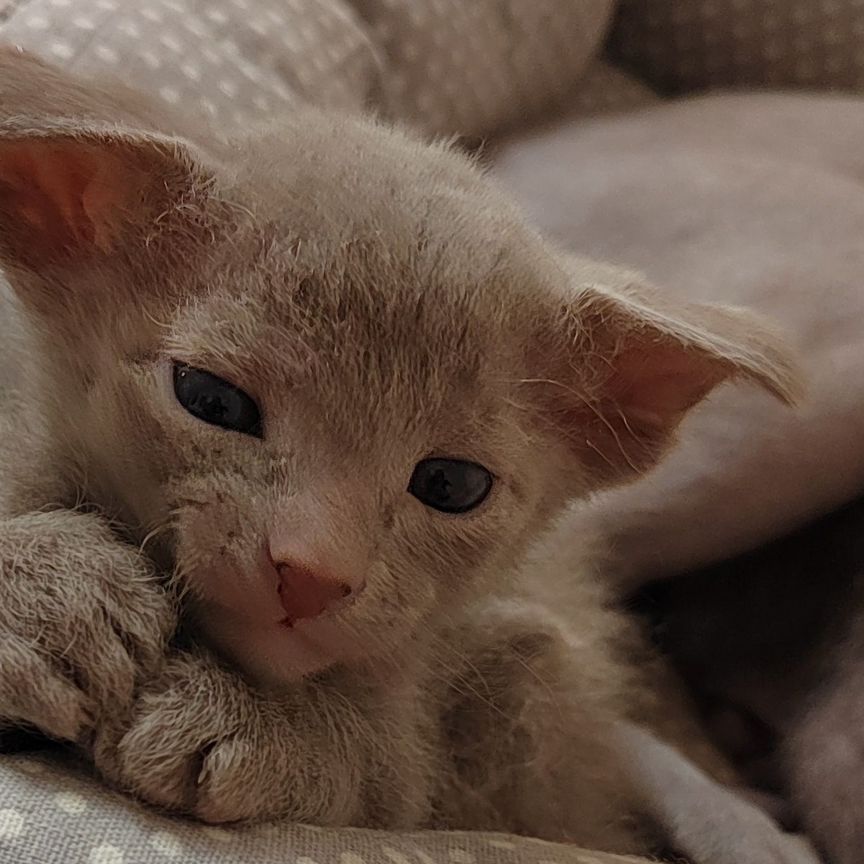 Котенок
