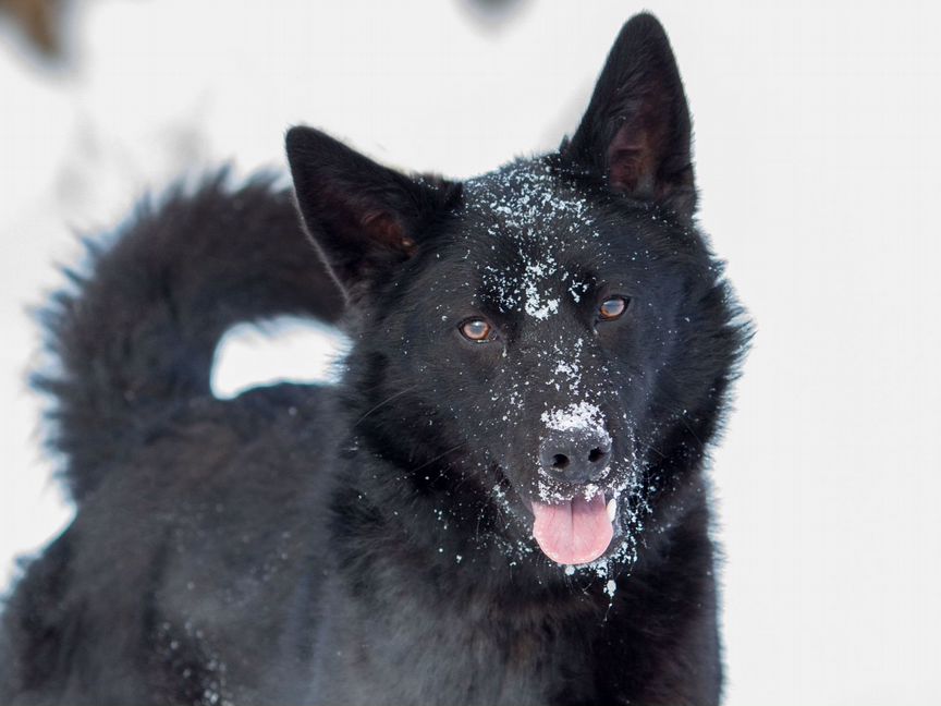 Банди - пес для активных людей