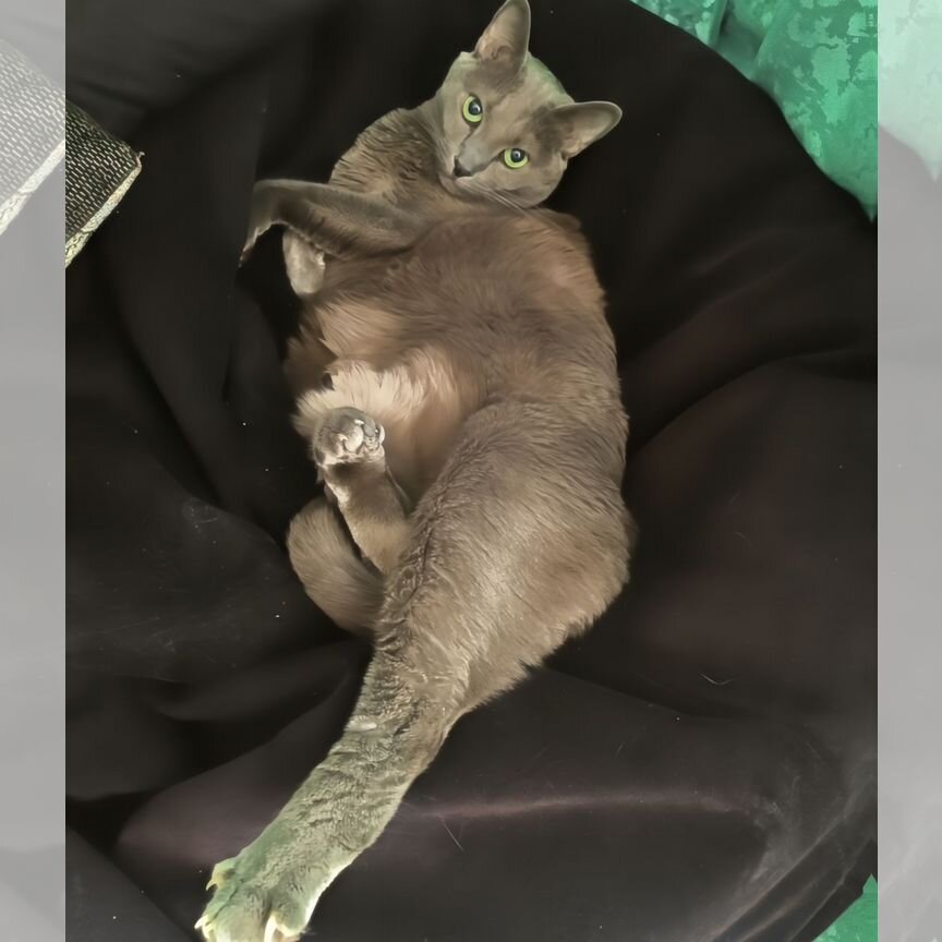 Русская голубая кошка, взрослая