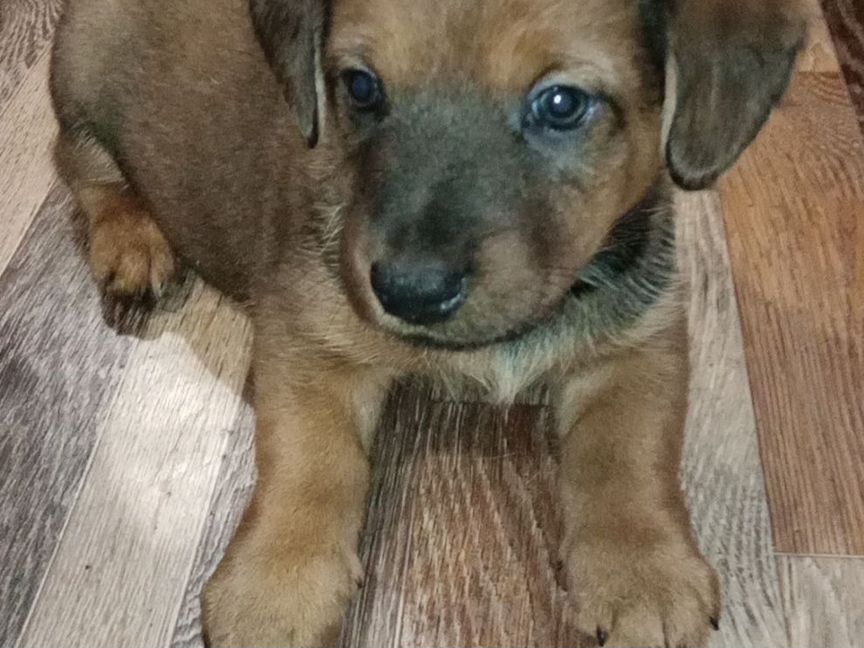 Щенки в добрые руки, вырастут маленькими