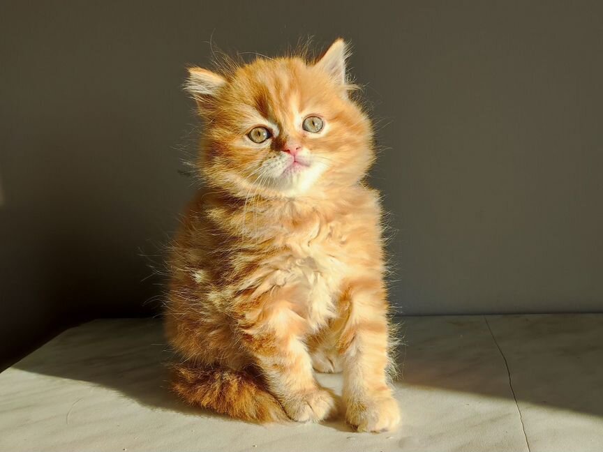Шикарная красная кошка