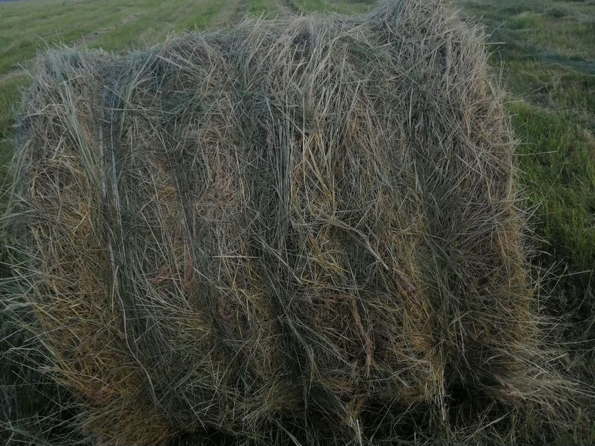 Продам сено в рулонах