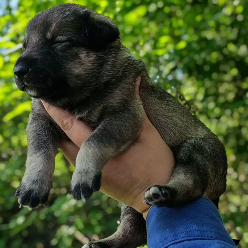 Щенок в добрые руки