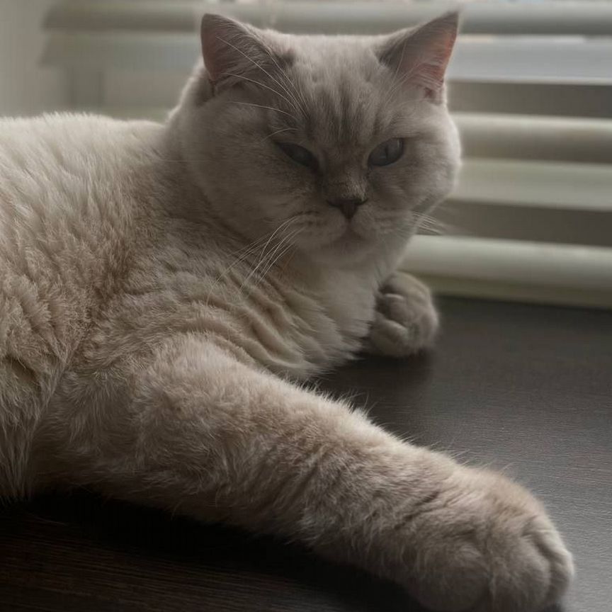 Ищем кошку для вязки