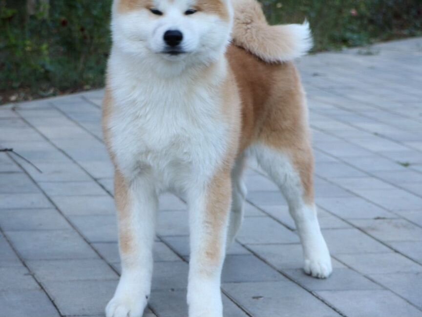 Акита ину высокопородная девочка