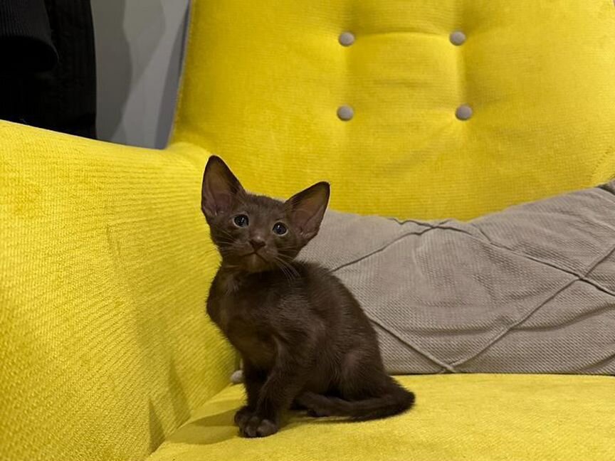 Ориентальная кошка