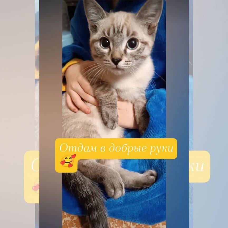 Сиамский котёнок