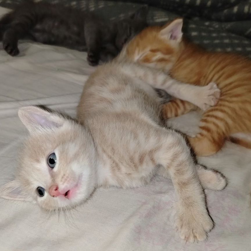 Котёнок в добрые руки