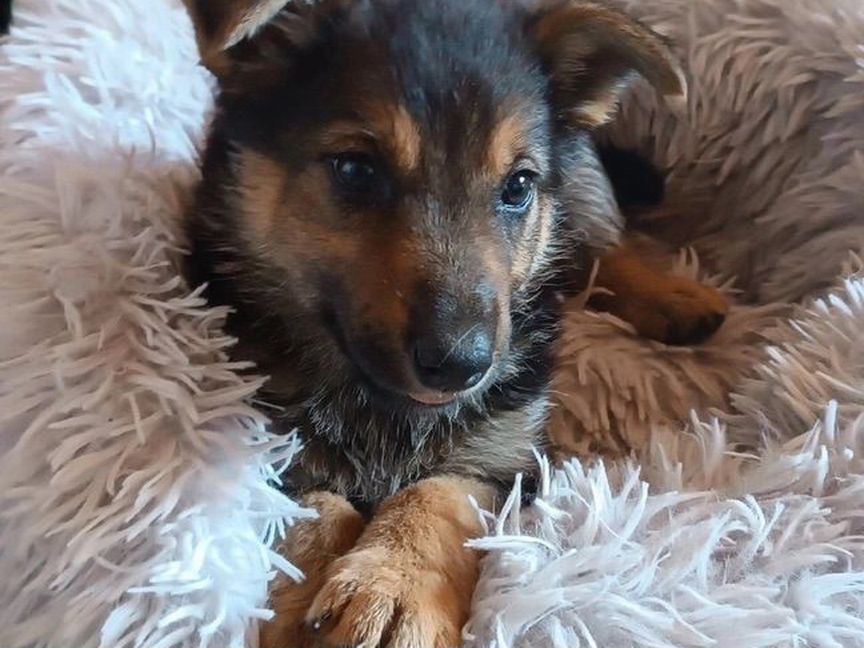 Щенок в добрые руки бесплатно