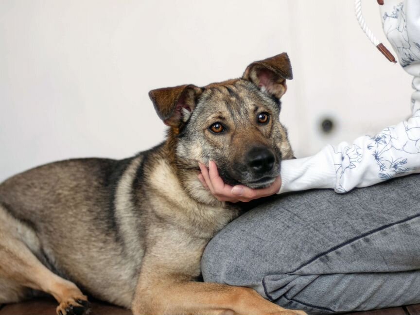 Микки очень нужен дом