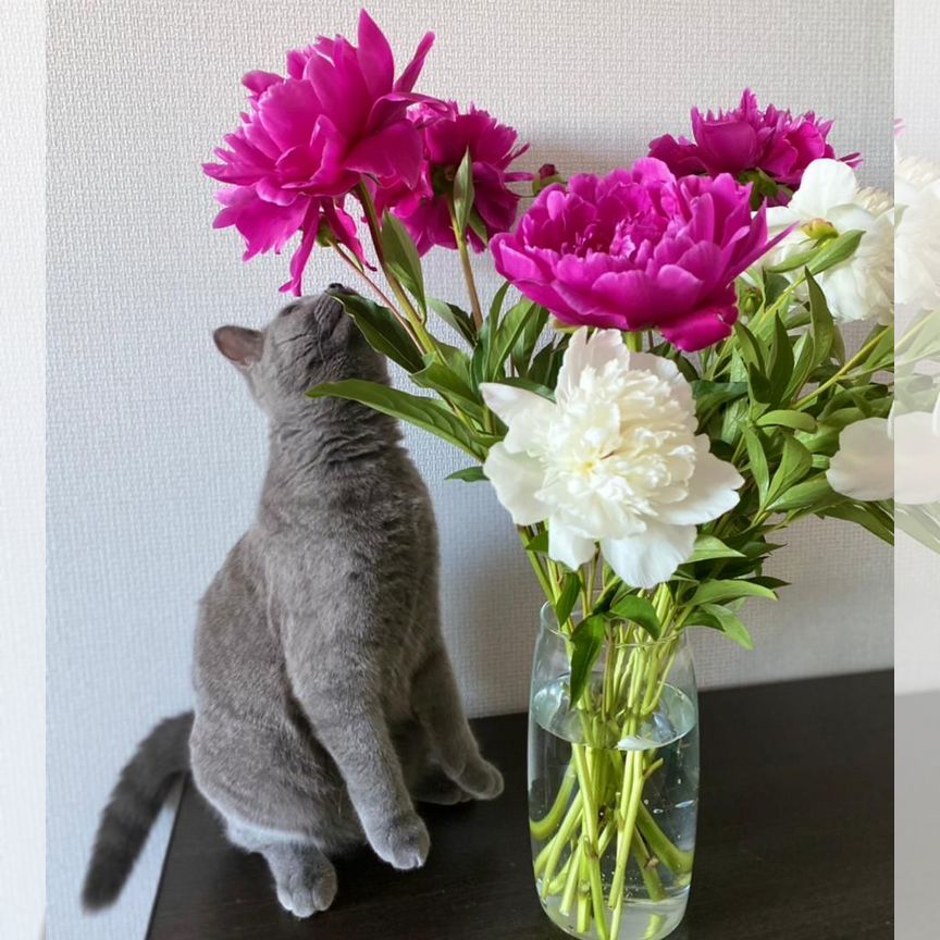 Британская короткошёрстная кошка, взрослая