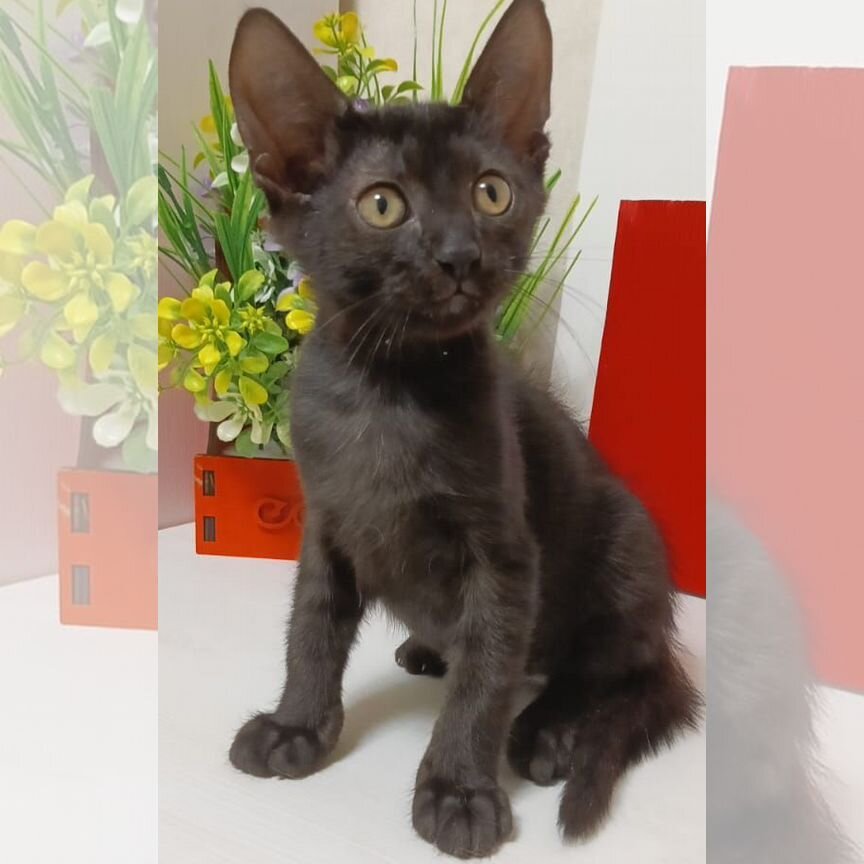 Черно-шоколадный мальчик