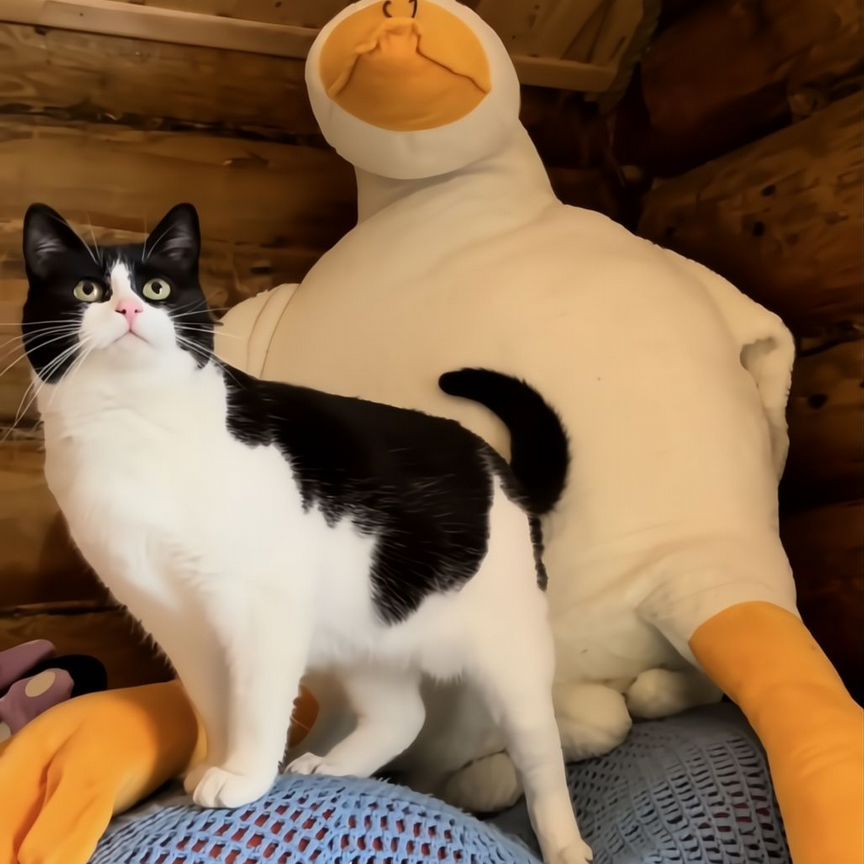 Взрослая, кошка в добрые руки