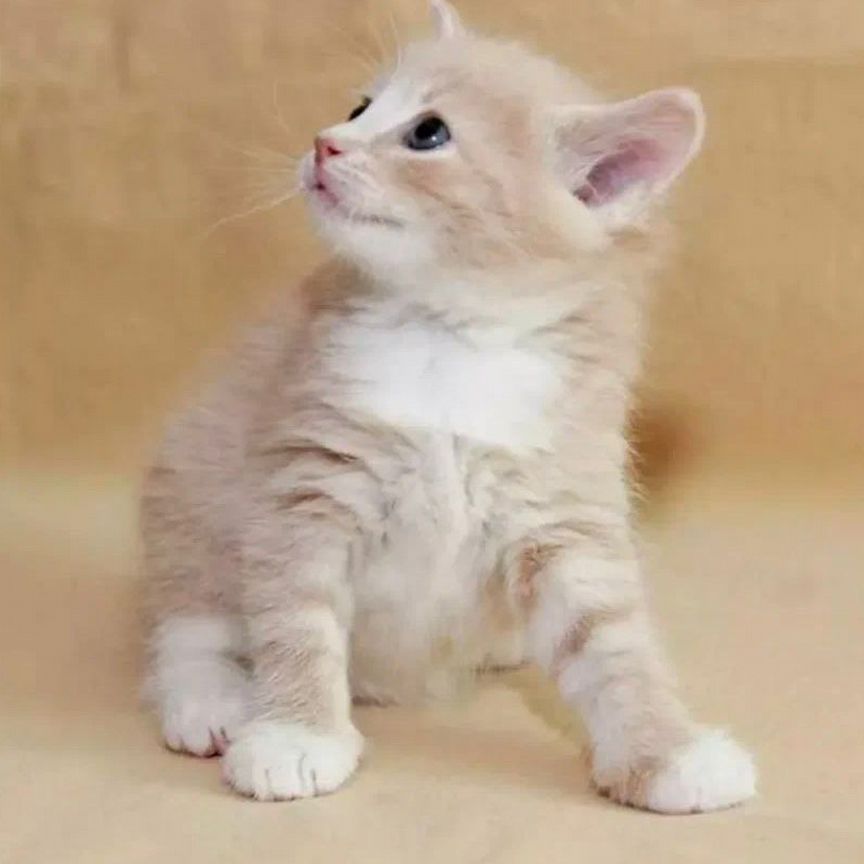 Котята в добрые руки девочка рыжая