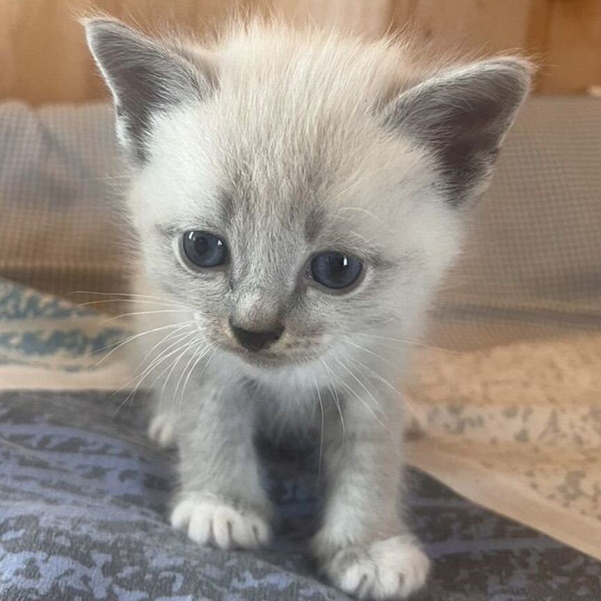 Отдам сиамского котенка