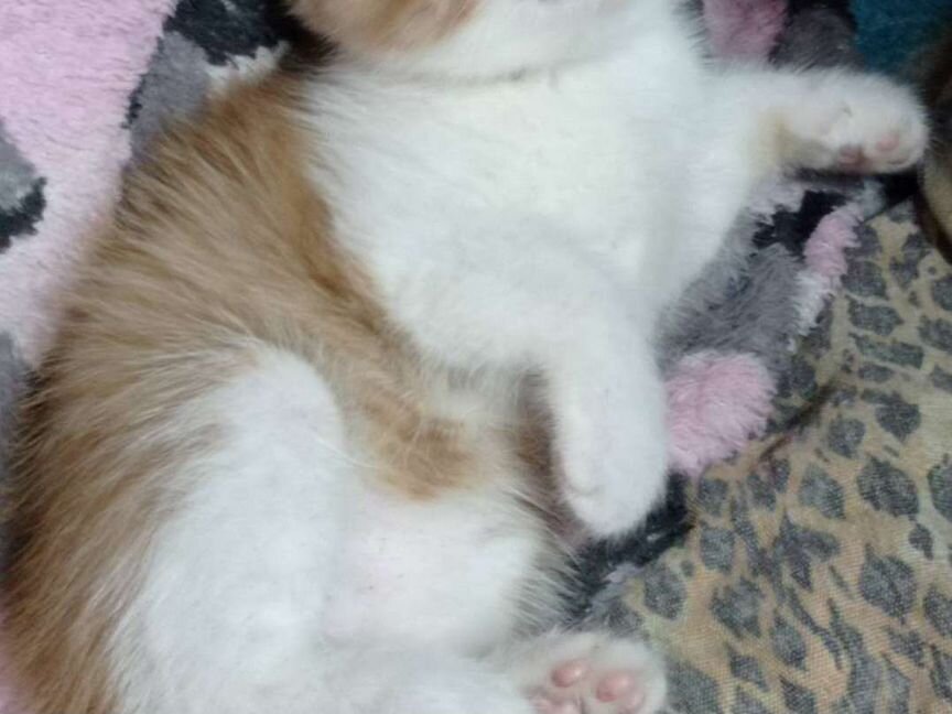 Резвый карапуз