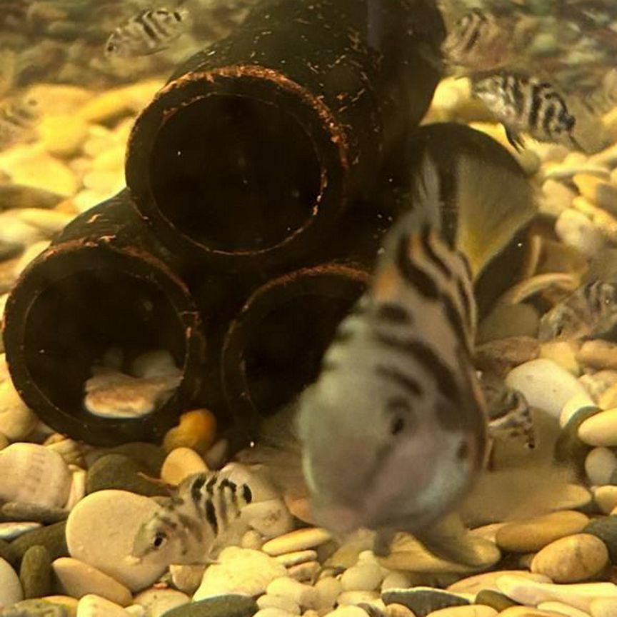 Рыбка сапфировый попугай