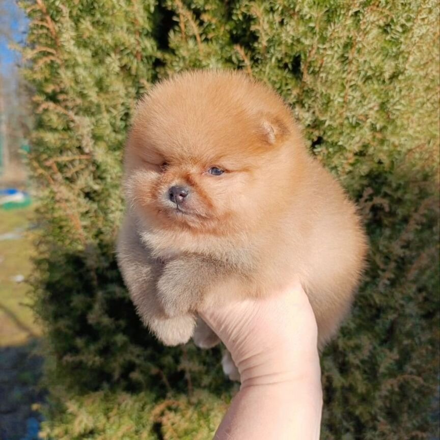 Померанский шпиц мини