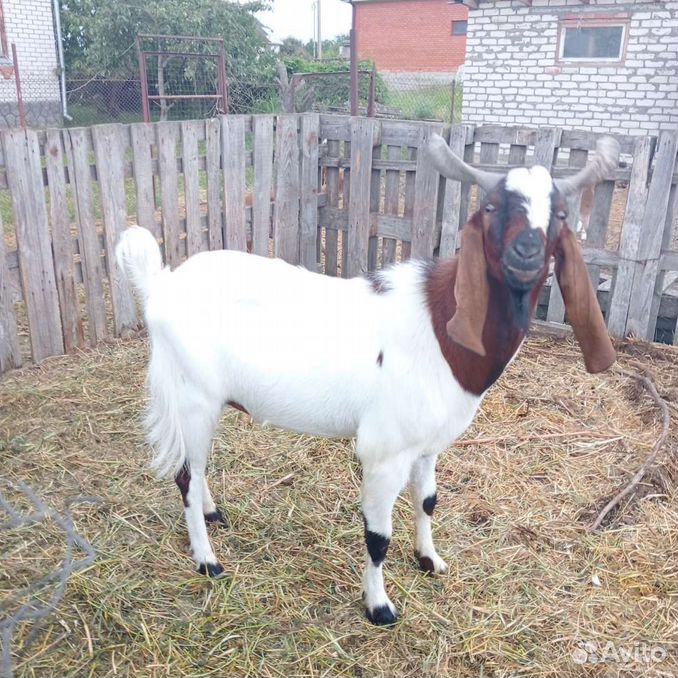 Козел. вязка