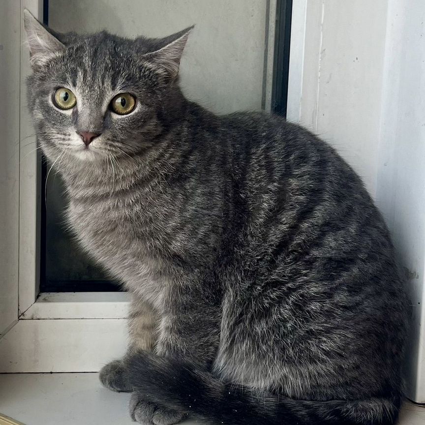 Котенок красавчик полосатик 6 месяцев в дар