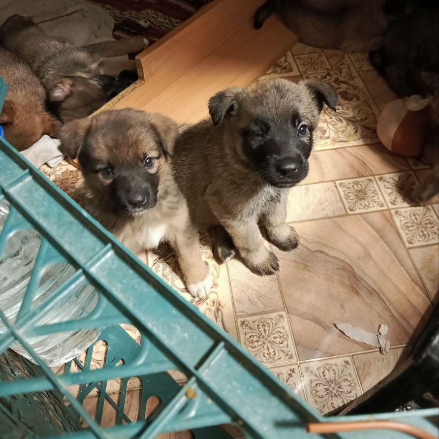Щенки немецкой овчарки
