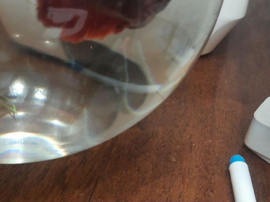 Рыбка петушок самка