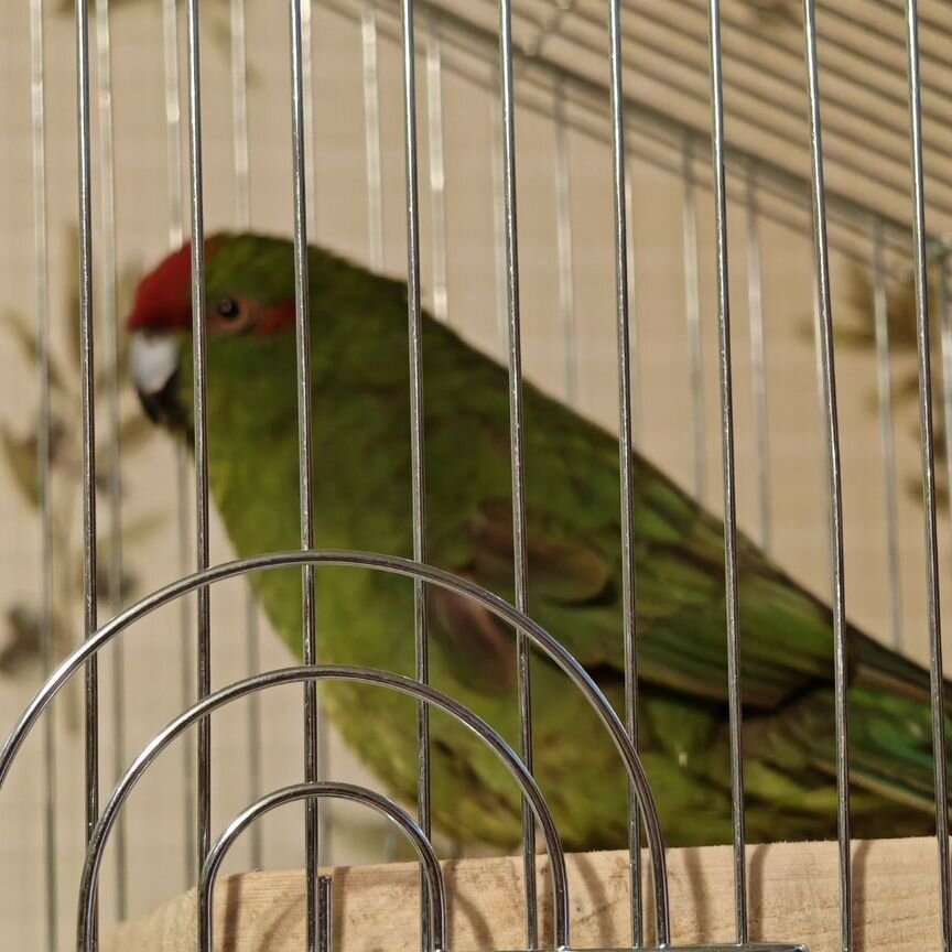 Попугай какарик с клеткой