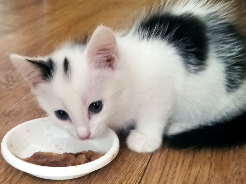 Кошечка в добрые руки