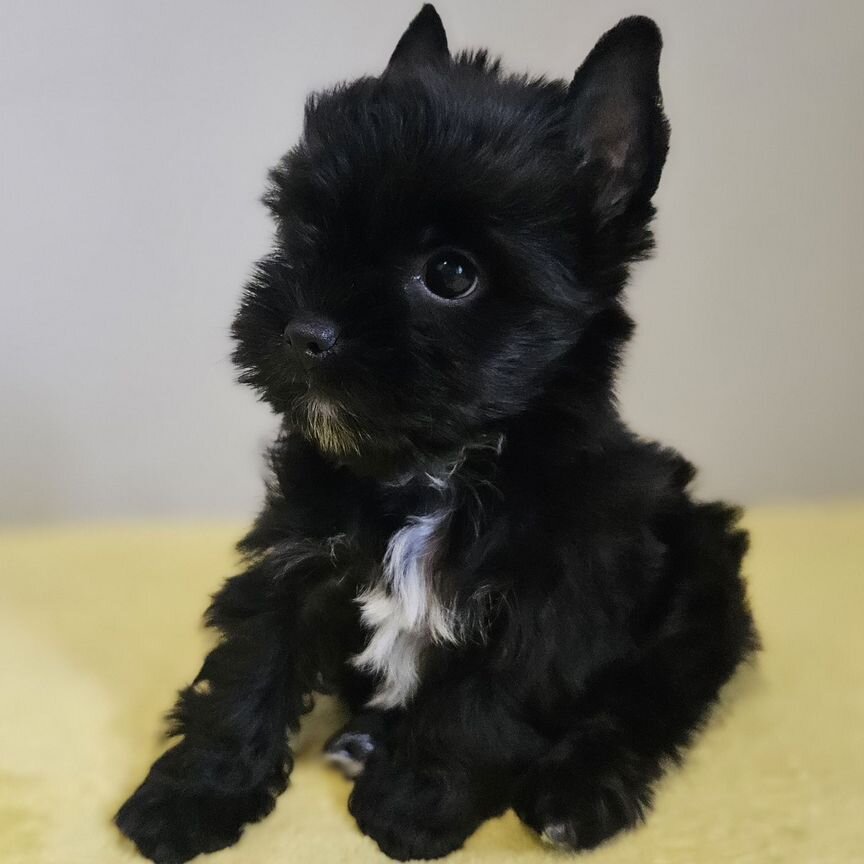 Черный йорк мальчик