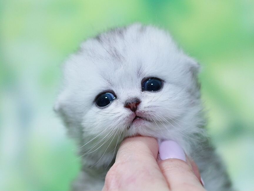 Кукляшка к новому году