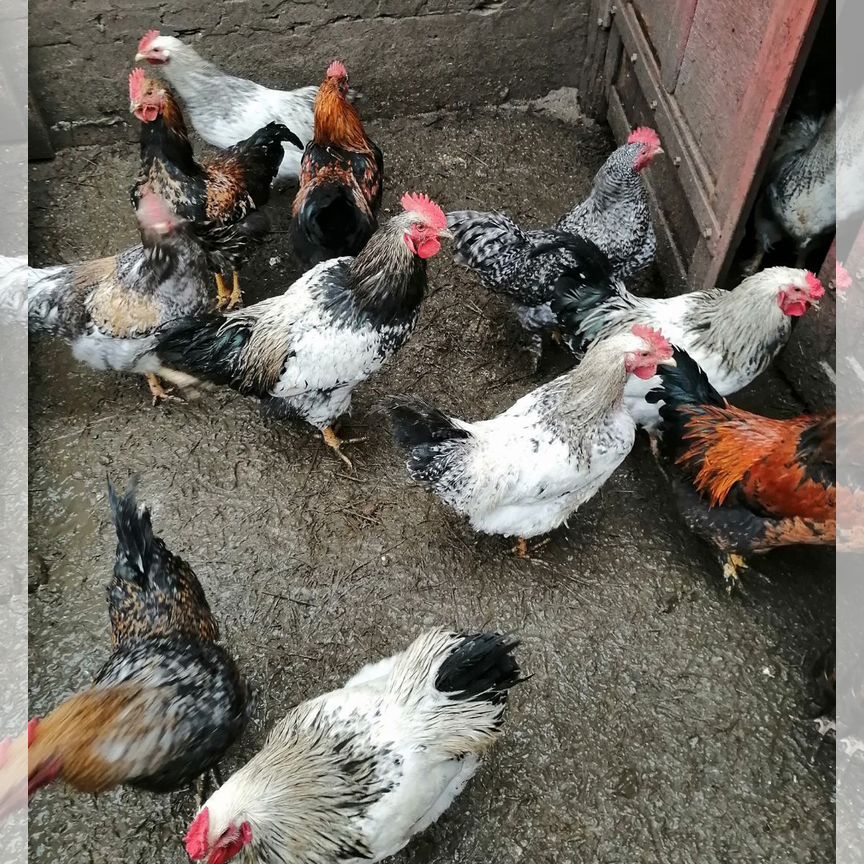 Молодые петухи