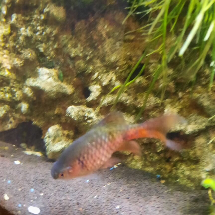 Барбус алый