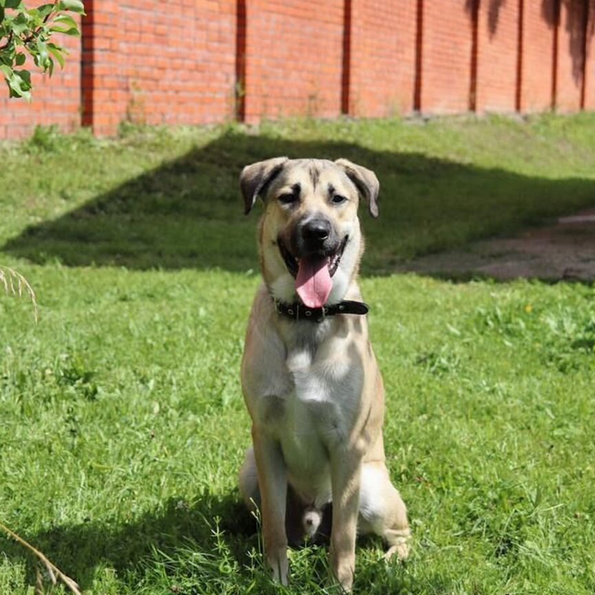 Взрослый пёс в добрые руки