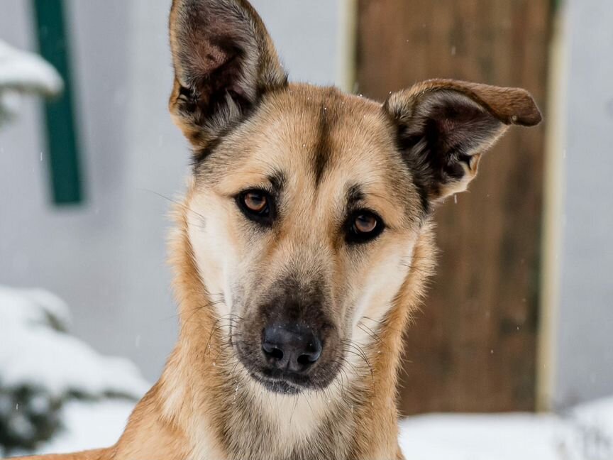Собака в добрые руки