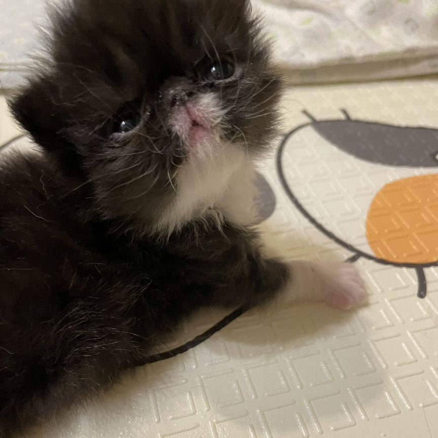 Котята экзоты