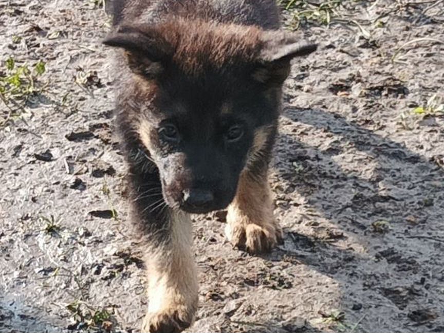 Щенки немецкой овчарки