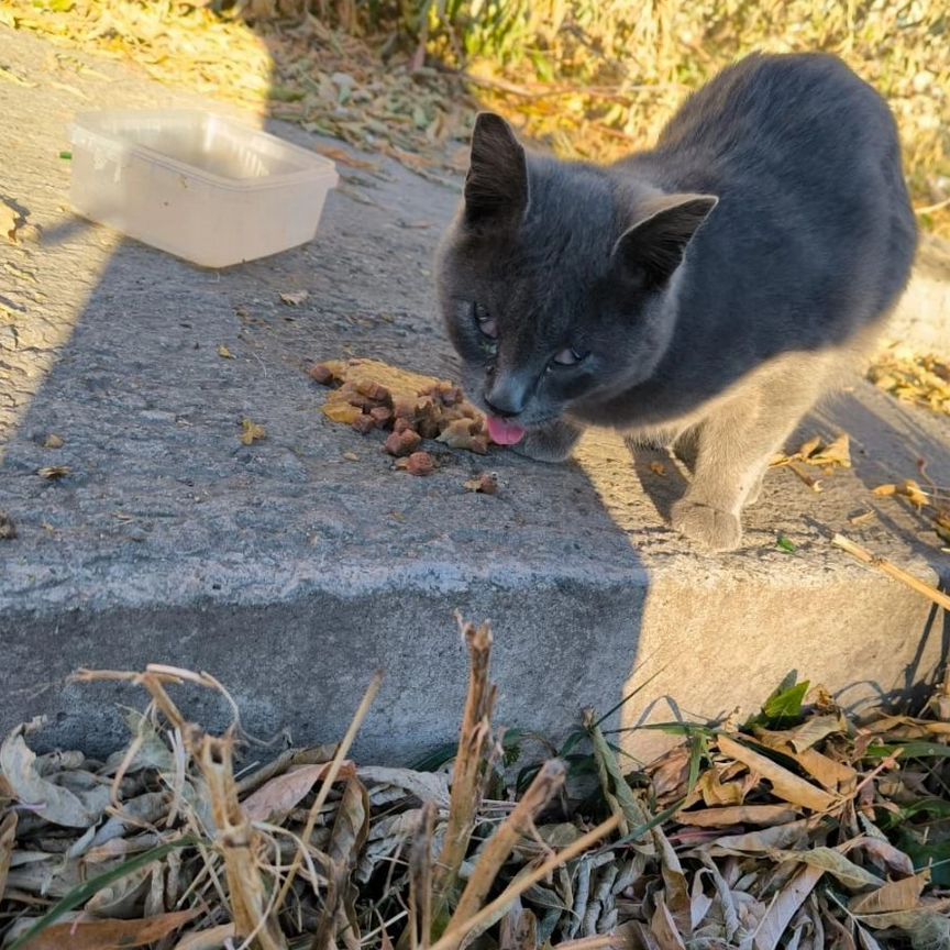 Котика бросили из за больных глазок