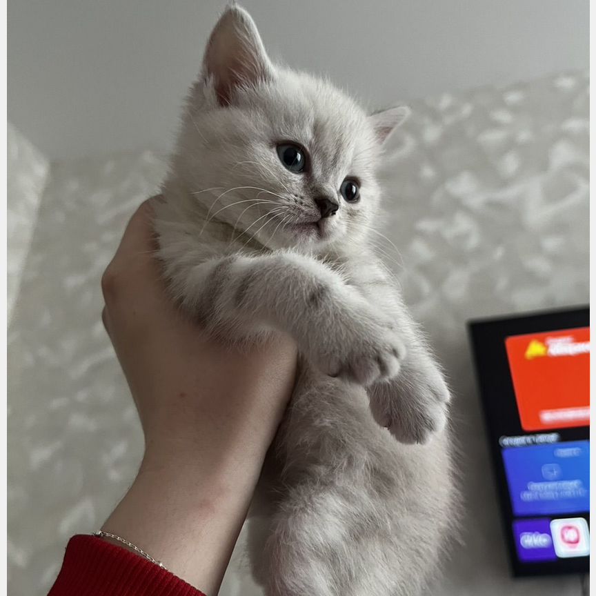Котенок девочка шотландка прямоухая