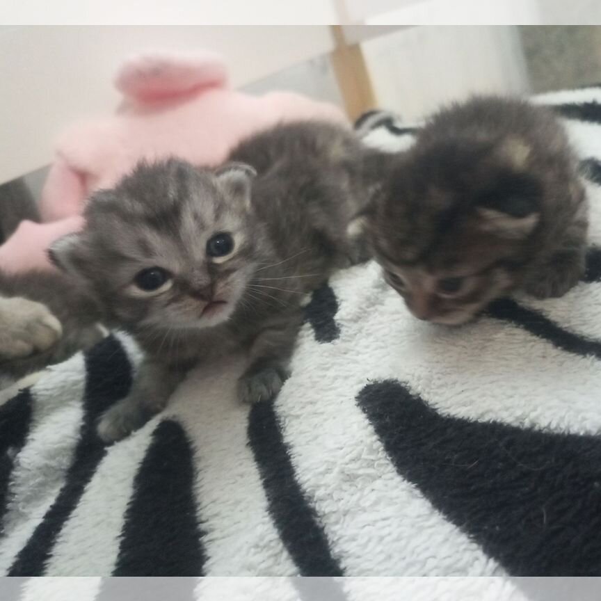 Американский короткошёрстный котёнок