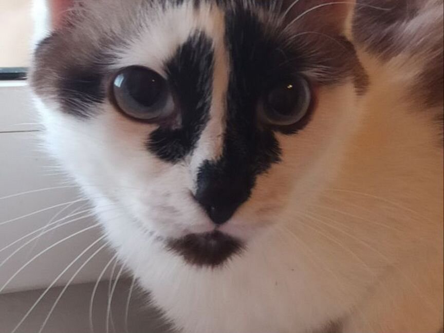 Кошки в добрые руки