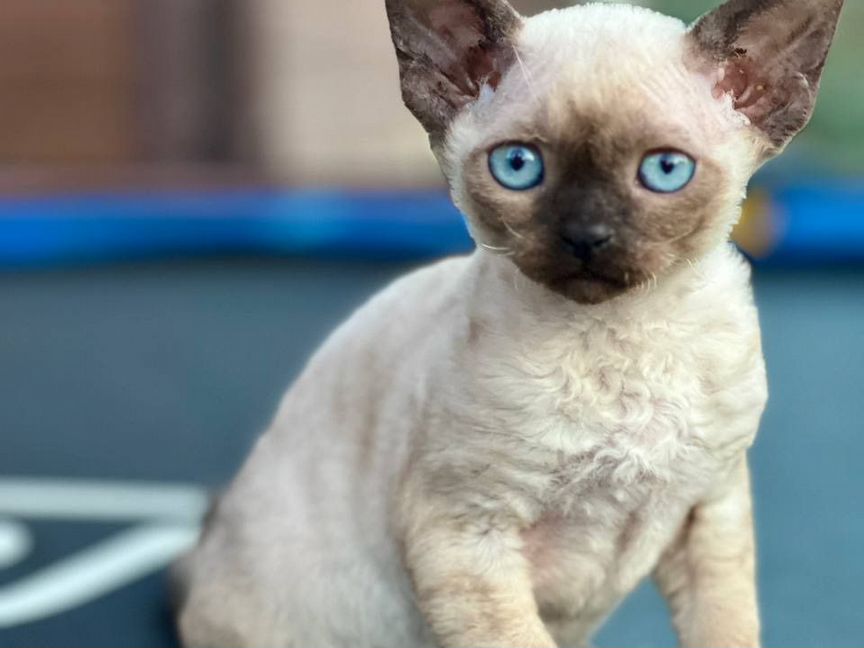 Котята девон-рекс