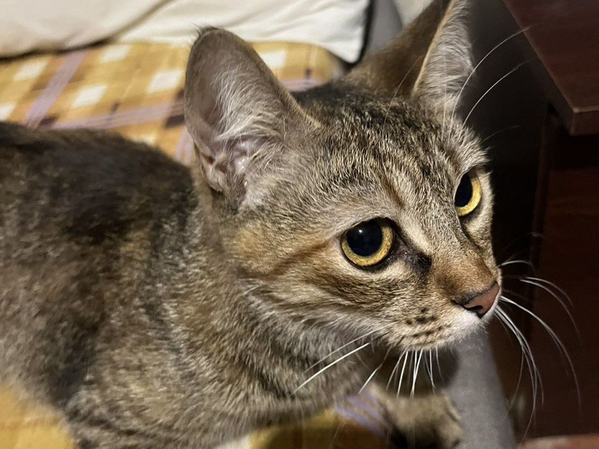 Кошка бесплатно