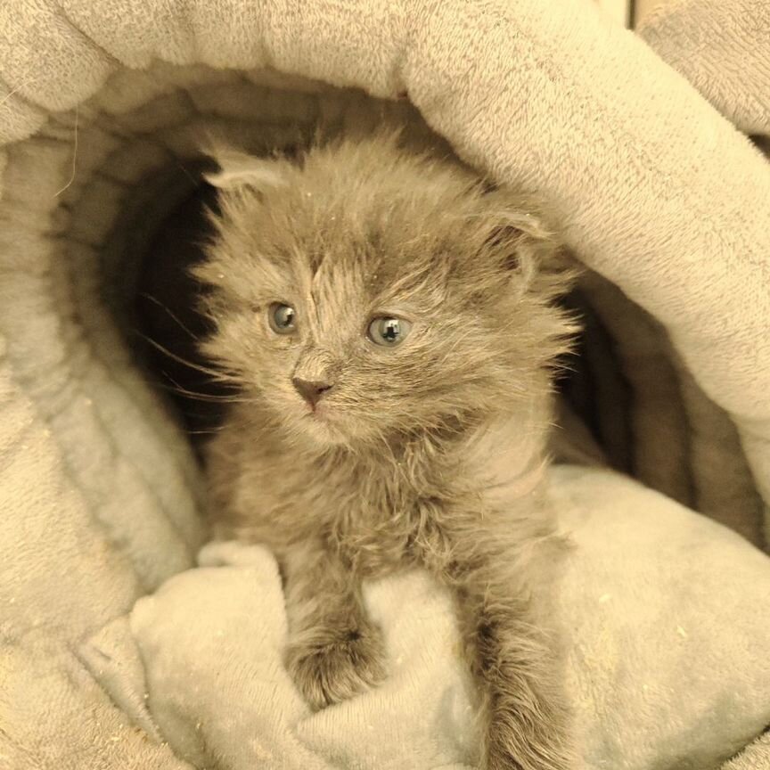 Котенок мальчик ищет дом
